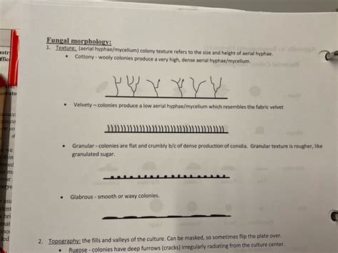 Lab Exam 1 Flashcards Quizlet