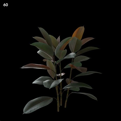 Ficus Elastica Proxy Dnd