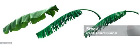 Daun Pisang Hijau Terisolasi Di Latar Belakang Putih Dengan Jalur