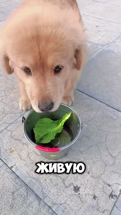 Собака спасатель собака спасение спасатель Youtube