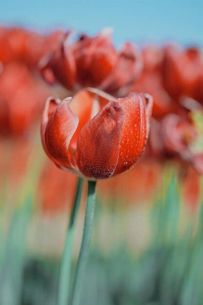 Premium Photo Red Tulip