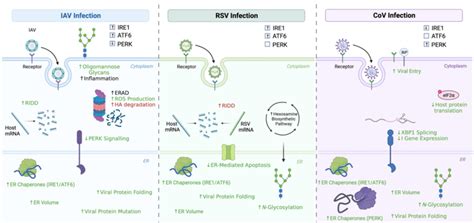 Non Canonical Upr In Common Respiratory Viral Infections With Iav Rsv