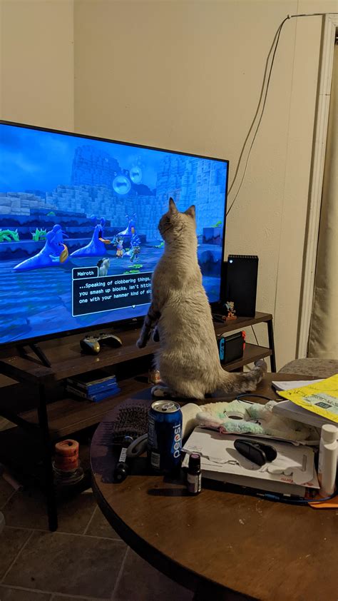 She Loves Watching Tv Rlynxpointsiamese