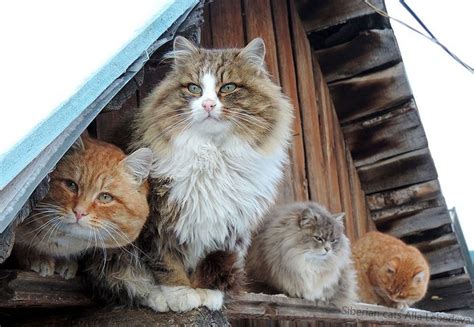 Сибирские кошки ждут весну в чудесных фотографиях Аллы Лебедевой