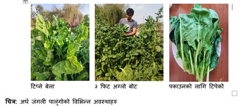 अर्ध जंगली पालुंगो शहरी कृषि र पारिवारिक पोषण सुरक्षाको लागि अति