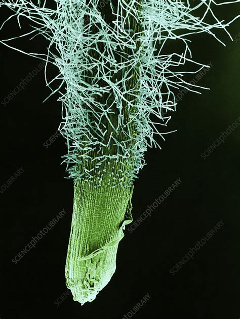 Wheat Root And Hairs Sem Stock Image C025 2996 Science Photo Library