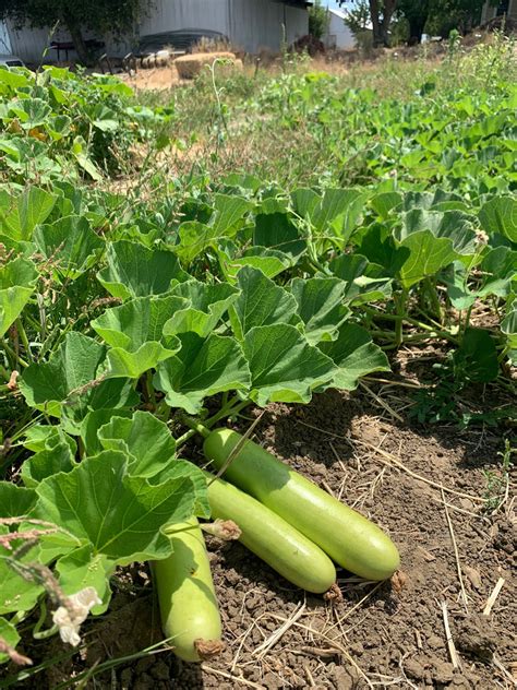 Lauki Bottle Gourd Truelove Seeds