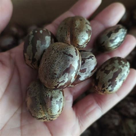 Jual Biji Karet 25 Biji Karet Aduan Biji Karet Unggul Biji Karet