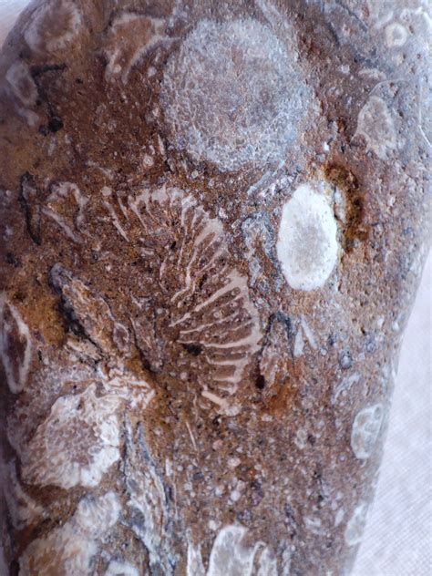 Rugosa Horn Coral Fossil Id The Fossil Forum