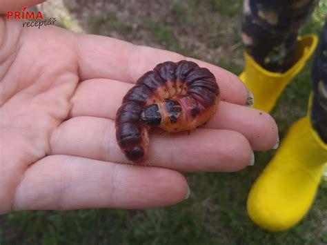 Drvopleň Obecný Cossus Cossus Príma Receptářcz