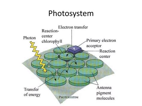Photosynthesis Light Dependent Reactions Pptx