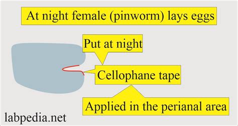 Pinworm Scotch Tape Test