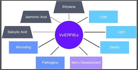Vvierf6l Clade Transcriptional Response Model A Summary Model Of