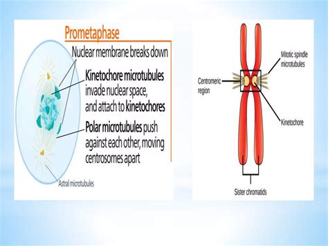 The Eukaryotic Cell Cycle Ppt Pptx