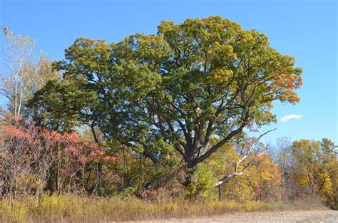 Carolinian Forest Natures Trifecta