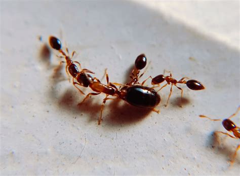 How Do You Get Rid Of Sugar Ants Permanently — Pest And Pollinator