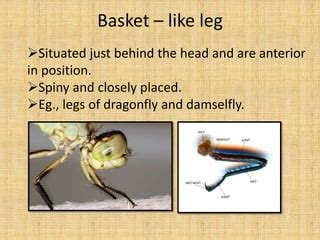 TYPES OF INSECT LEGS PPTX Beekeeping Hobbies Interests