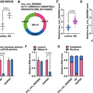 Circ 0002984 Bound To MiR 543 In MH7A Cells A The Schematic