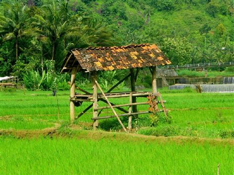 Gubuk Di Sawah Desa Yang Asri Pacitan Indonesia Indonesia Pedesaan