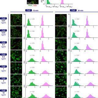 Nuclear NF κB response to eight TNF concentrations experiment and