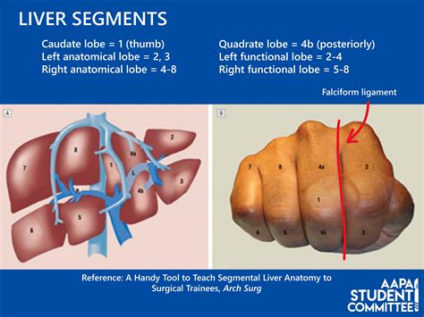 Liver Anatomy Segments