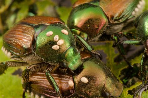 Classical Biological Control Of Japanese Beetle