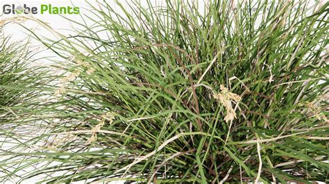 Low Poly Carex Praegracilis Clustered Field Sedge