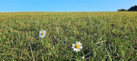 Galerie Teplý říjen Mate Přírodu Slepice Sedí Na Vajíčkách Kvetou Květiny Tráva Se Zelená