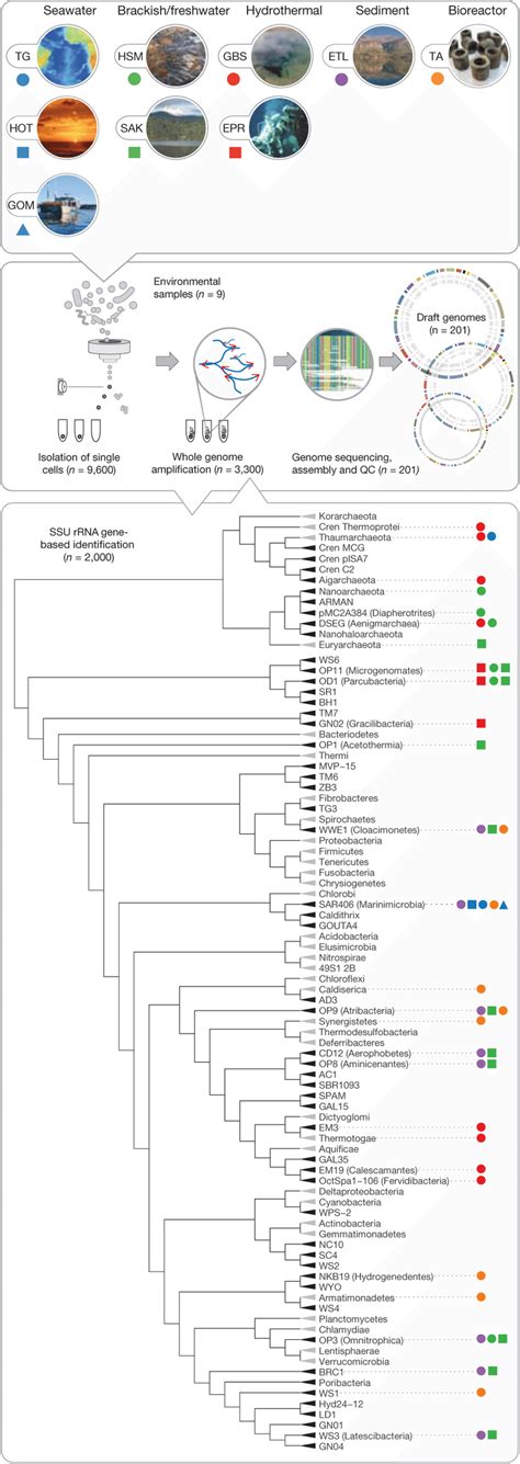 Sampling Sites And Single Cell Sequencing Workflow Upper Panel Nine Download Scientific