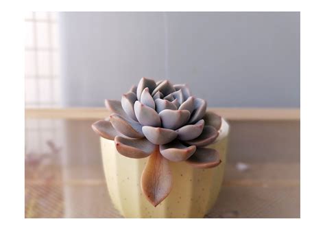 Succulent Plant Garden Free Photo On Pixabay