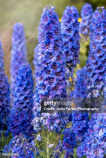 Delphinium Photos And Premium High Res Pictures Getty Images Delphinium Photos And Premium High Res Pictures Getty Images