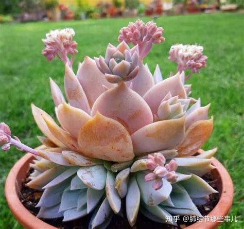 多发磨玻璃结节处理的困惑？又一例一网打尽20个磨玻璃结节的手术 知乎