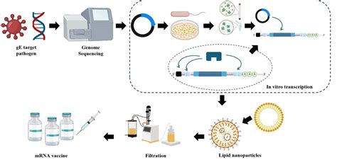 Watsons Novel Cap Attracts Global Attention In The Mrna Industry
