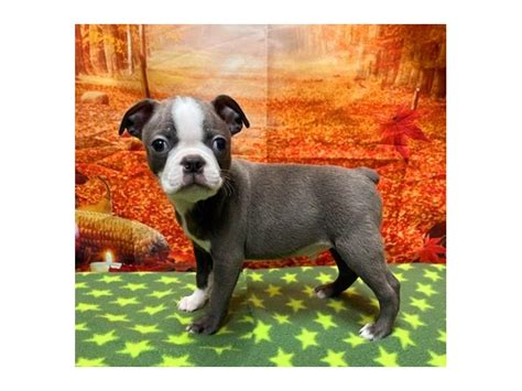 Boston Terrier Dog Male Blue 3796604 Petland Lake St Louis And Fenton Mo