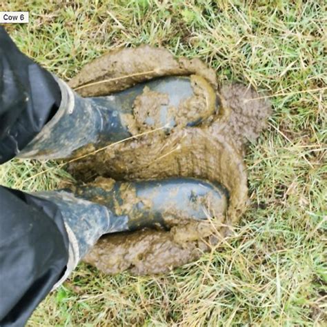Mud And Manure Image 1156643 Thisvid Tube