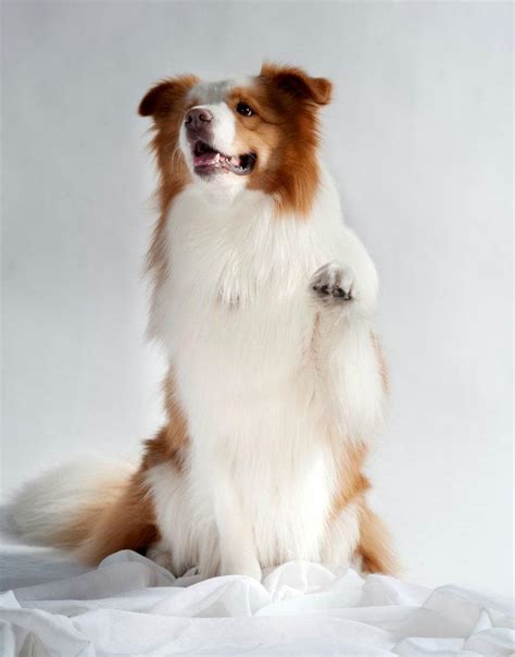 Borderandcorgi