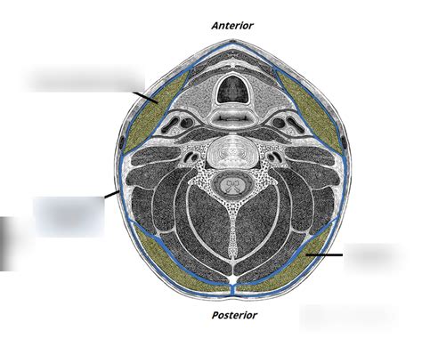 Label Deep Cervical Fascia Cross Section Diagram Quizlet