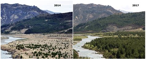 Wilding Conifer Spread — Science Learning Hub