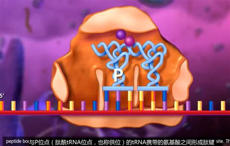 基因的表达 stdforml 博客园