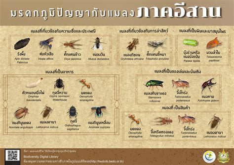 Bedo Thailand 🛕มรดกภูมิปัญญาด้านแมลงในภาคอีสาน Facebook