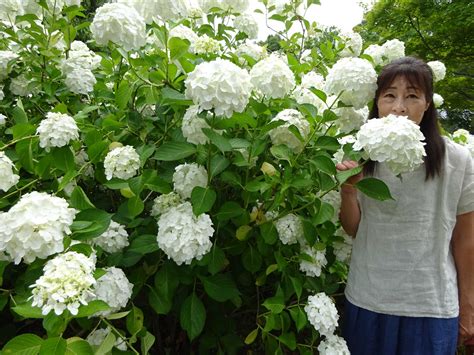 とっとり花回廊 見ごたえのあるアジサイ編 ぷにぷに にくきゅうくらぶ 楽天ブログ