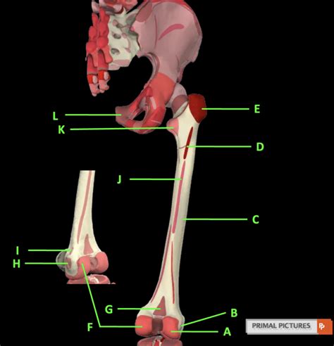 Diagram Of Hip And Leg Bony Landmark Quizlet