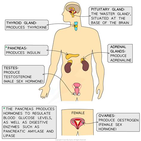 What Is Integration In Biology Ib Biology Revision Notes