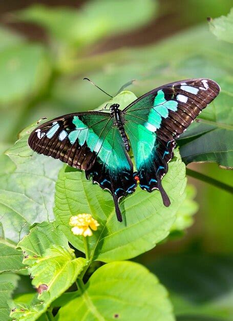 Borboleta de cauda de andorinha esmeralda ou pavão verde sentado em