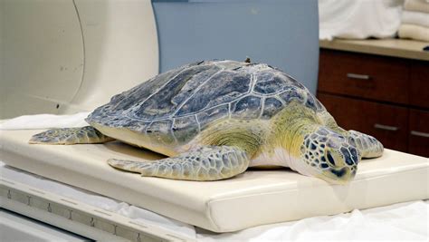 Photos Homeslice The Sea Turtle Gets An Mri Photos Homeslice The Sea Turtle Gets An Mri