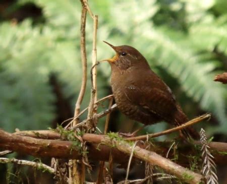 ミソサザイ しみけんの野鳥はともだち