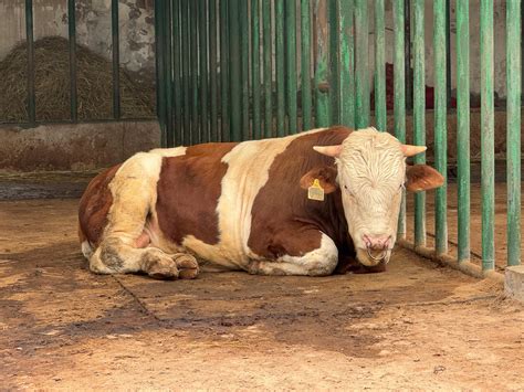 10000 Foto Kartun Sapi Terbaik · Unduh Gratis 100 · Foto Stok Pexels