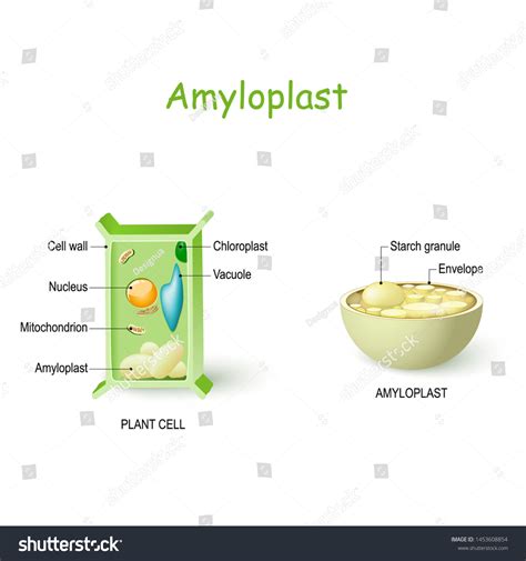 Plastids Over 69 Royalty Free Licensable Stock Vectors And Vector Art
