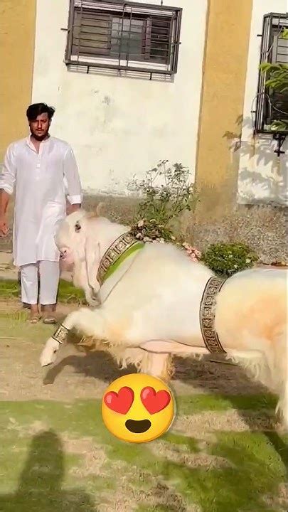 Special Full Gulabi Kota Bakra Ek Shaandar Nasal Ka Bakra Bakra Mandi