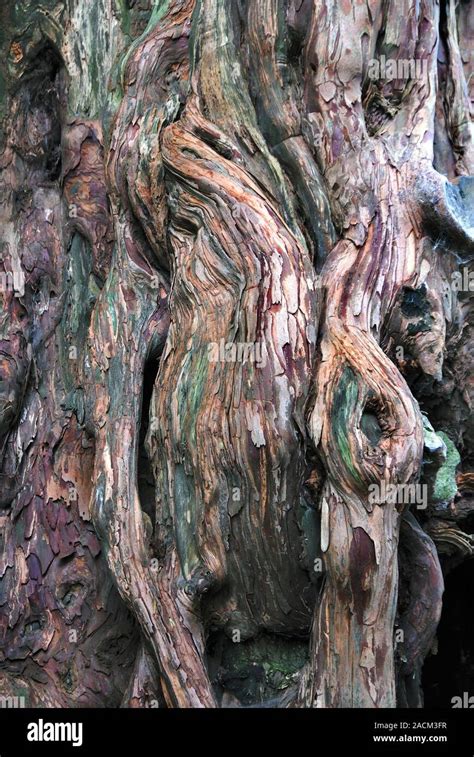 Yew Trunk Gnarled And Ancient Base Of The Trunk Of A Yew Tree Taxus